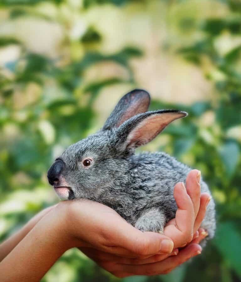 40 Funniest (Not-AI) Animal Hybrids Made By Graphic Artist Martin Bullock