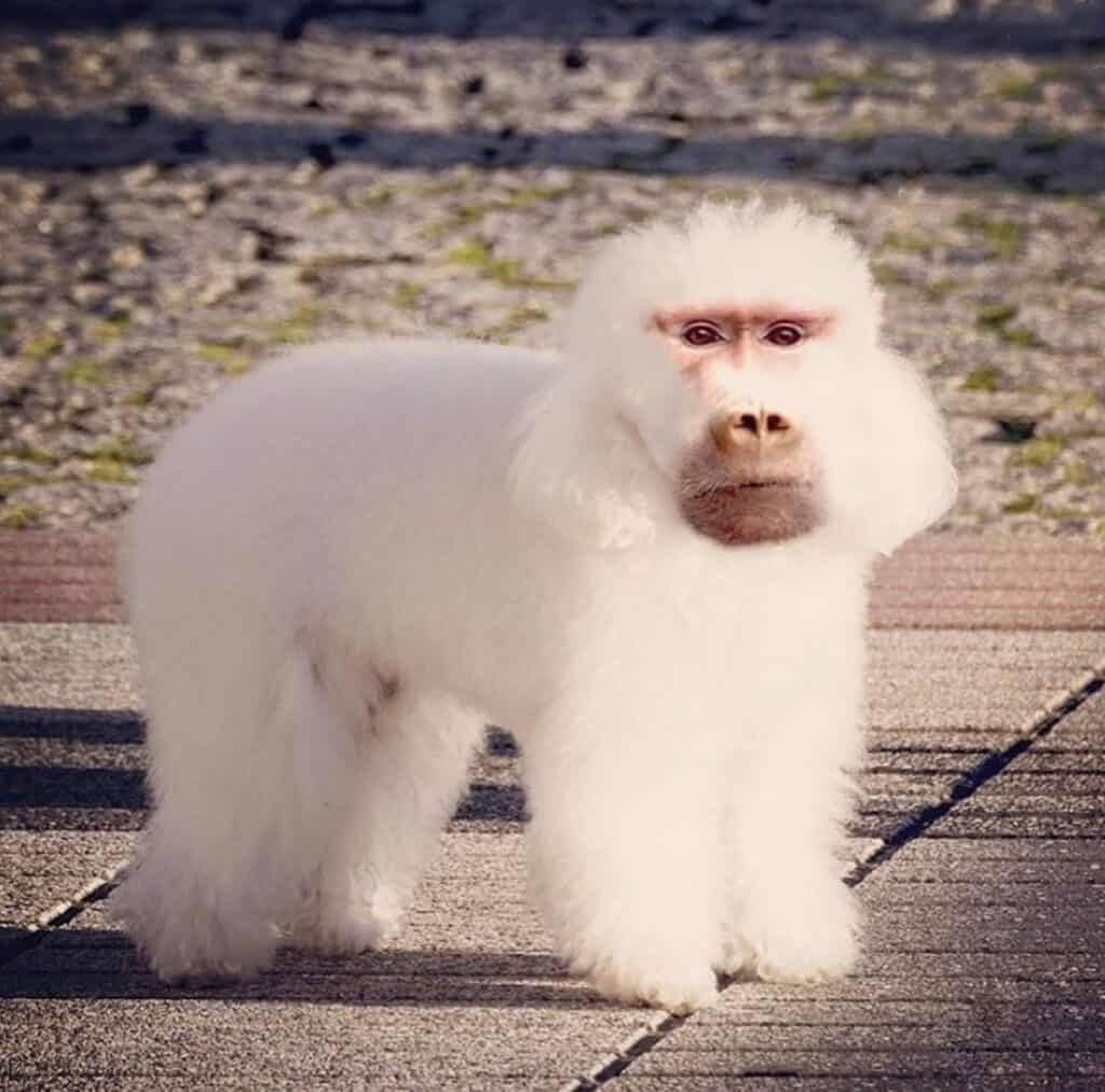 40 Funniest (Not-AI) Animal Hybrids Made By Graphic Artist Martin Bullock