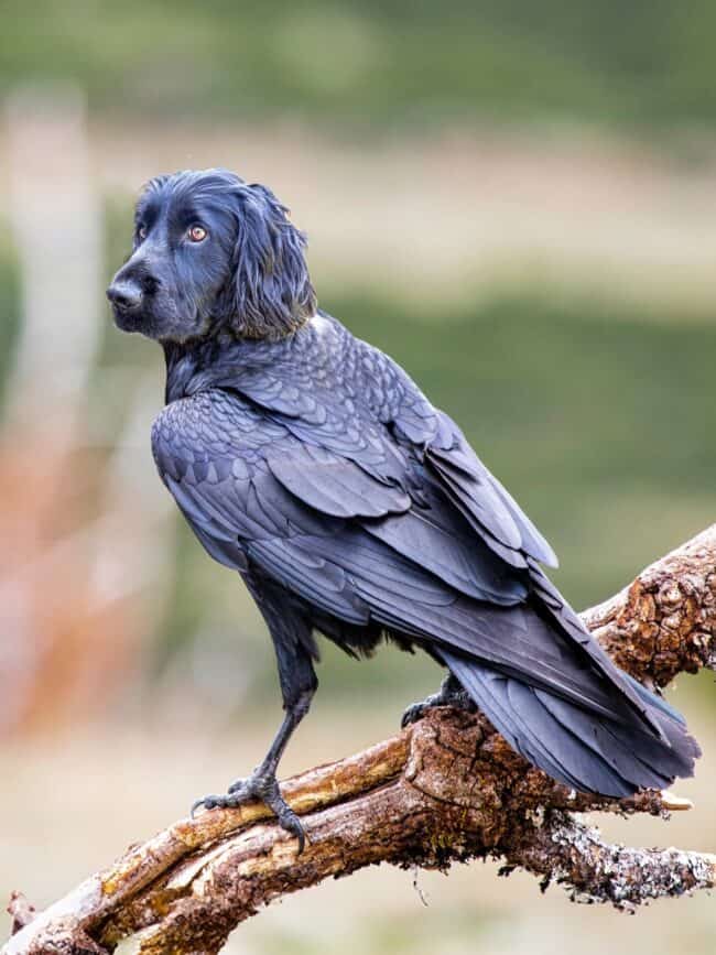 40 Funniest (Not-AI) Animal Hybrids Made By Graphic Artist Martin Bullock