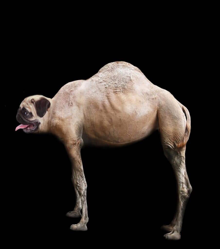 40 Funniest (Not-AI) Animal Hybrids Made By Graphic Artist Martin Bullock