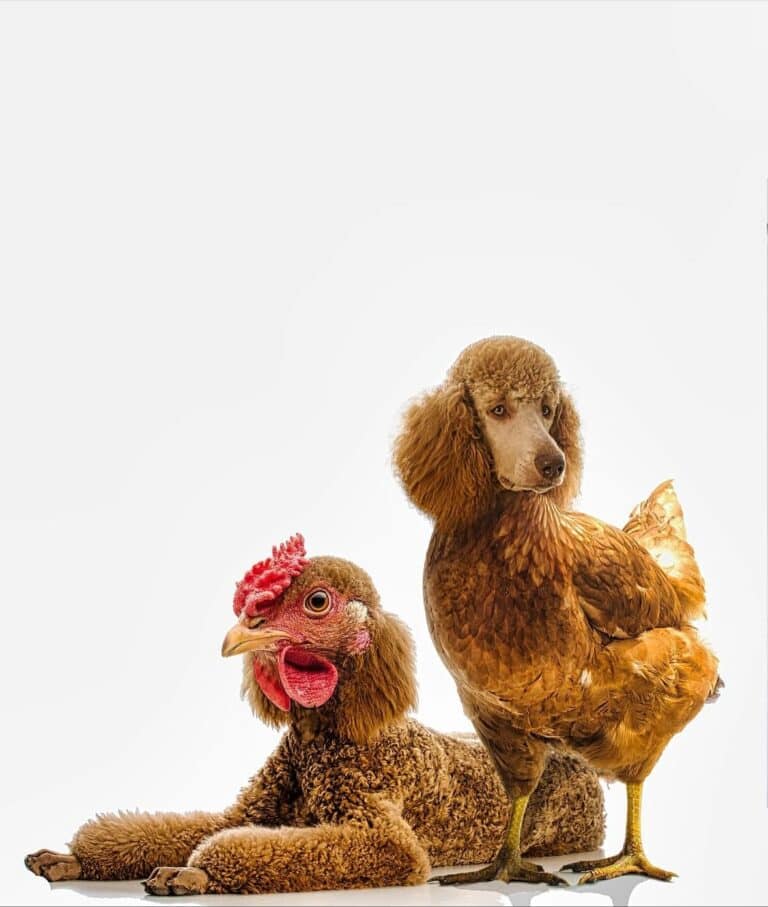 40 Funniest (Not-AI) Animal Hybrids Made By Graphic Artist Martin Bullock