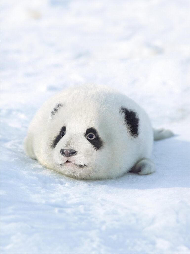 40 Funniest (Not-AI) Animal Hybrids Made By Graphic Artist Martin Bullock