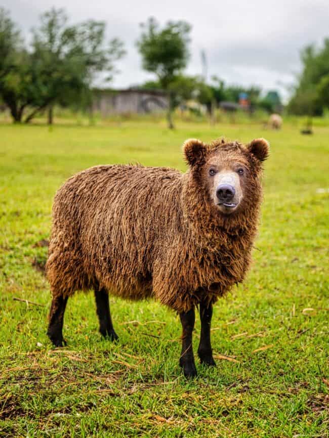40 Funniest (Not-AI) Animal Hybrids Made By Graphic Artist Martin Bullock