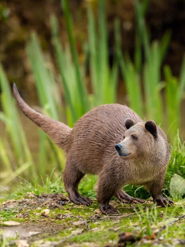 40 Funniest (Not-AI) Animal Hybrids Made By Graphic Artist Martin Bullock