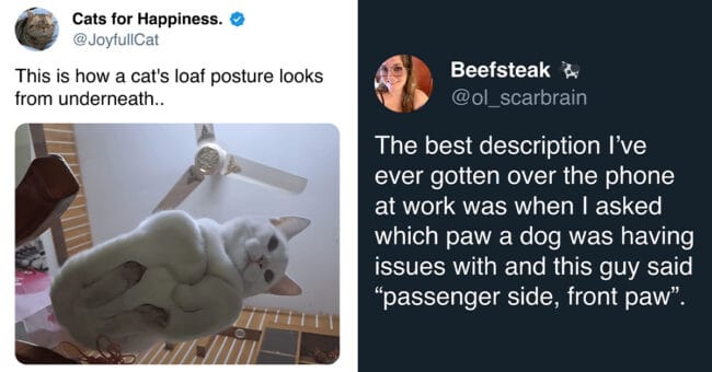 35 Funny Cat And Dog Tweets That Had Pet People Laughing This Week ...