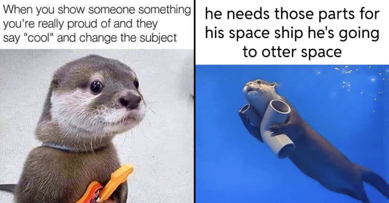 30 Adorable Otter Memes That Are Otterly Hilarious