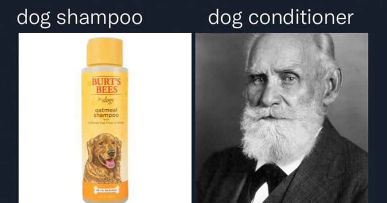 40 Funny Psychology Memes That Have Unknowingly Conditioned You To Laugh