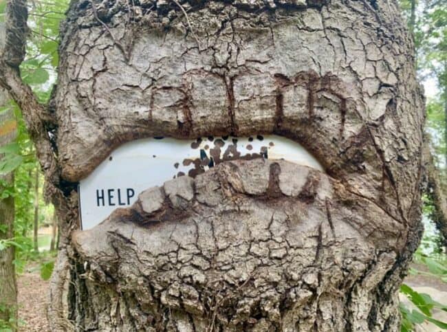 40 Hilariously Bizarre Times People Caught Trees "Eating" Random Objects
