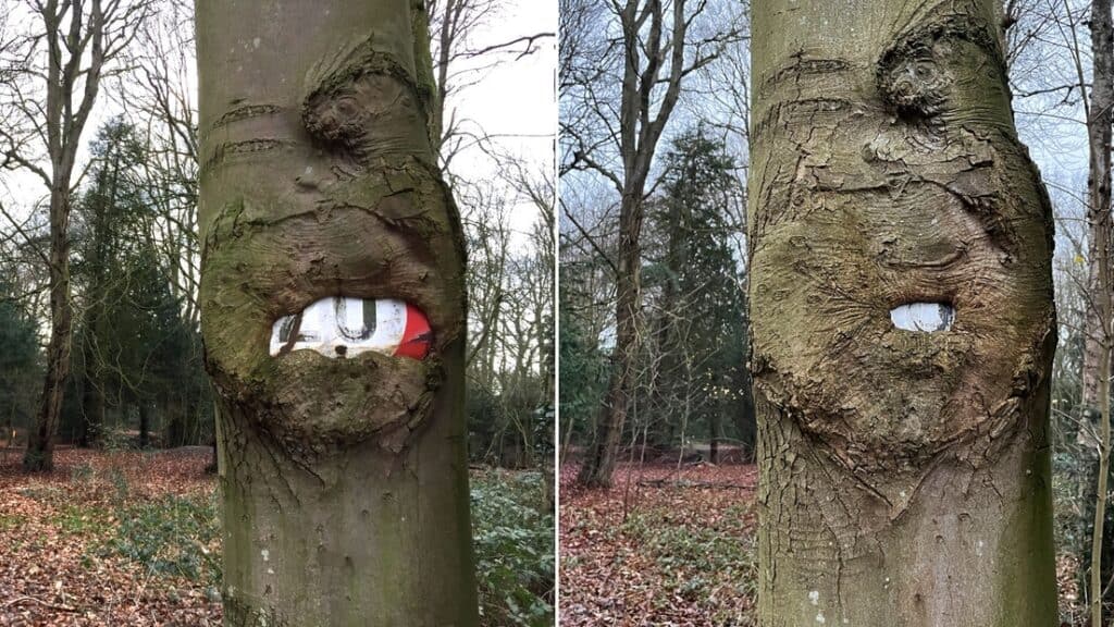 40 Hilariously Bizarre Times People Caught Trees "Eating" Random Objects