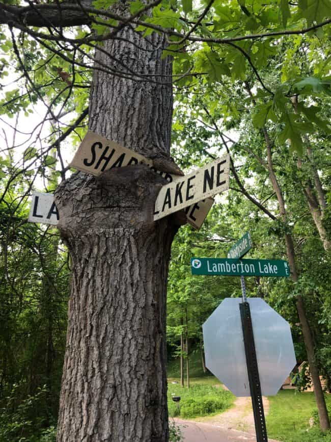 40 Hilariously Bizarre Times People Caught Trees "Eating" Random Objects