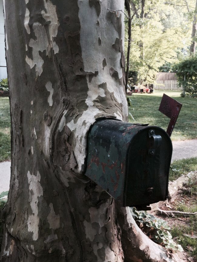 40 Hilariously Bizarre Times People Caught Trees "Eating" Random Objects