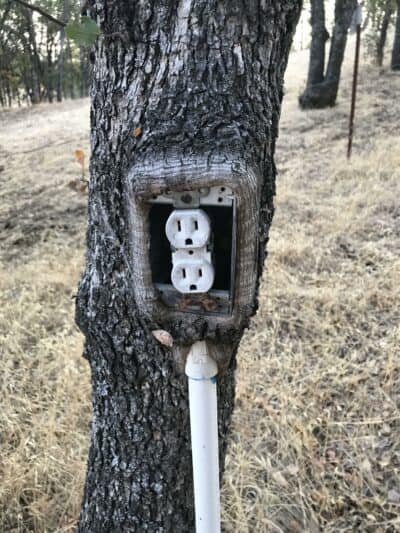 40 Hilariously Bizarre Times People Caught Trees "Eating" Random Objects