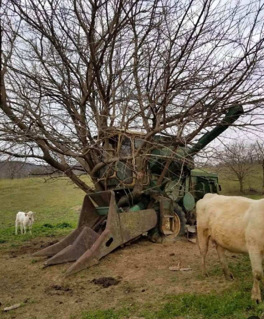 40 Hilariously Bizarre Times People Caught Trees "Eating" Random Objects