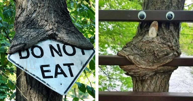40 Hilariously Bizarre Times People Caught Trees "Eating" Random Objects