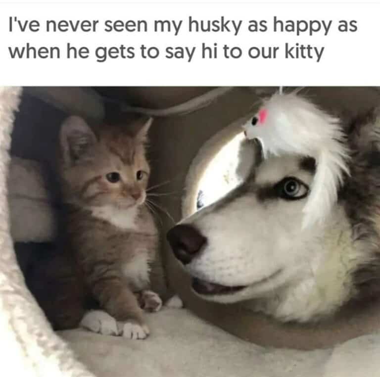 30 Howlarious Dog Memes For People Obsessed With Their Fur Babies