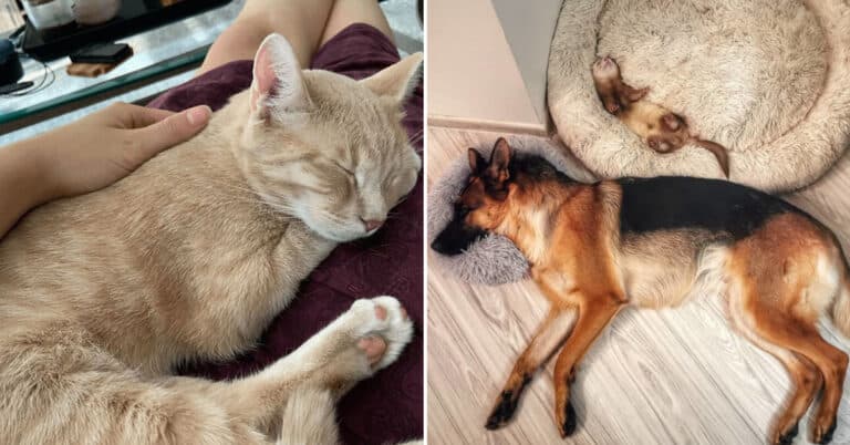 35 Adorable Animals Who Chose Nap Time Over Literally Everything Else