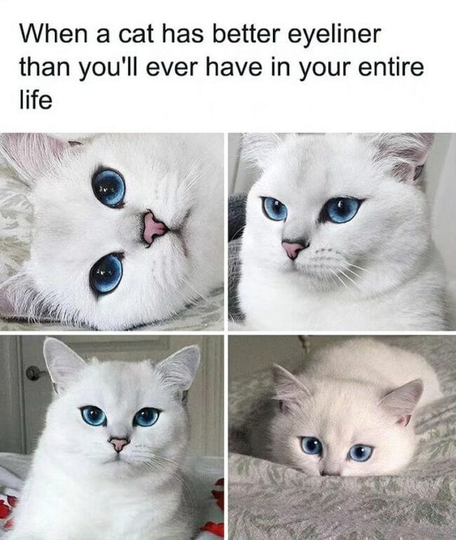 40 Beauty And Fashion Memes To Help You Look And Feel Fabulous