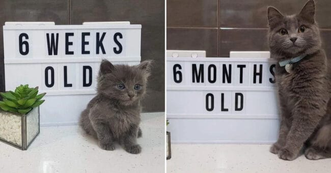 "From Kitten To Cat": 30 Before-And-After Pictures Showing The Cutest ...