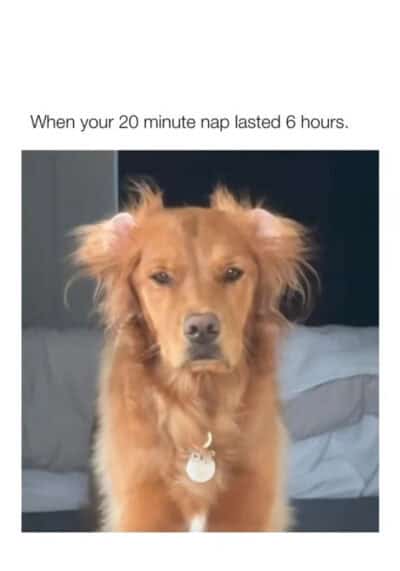 35 Funny Animal Memes For Anyone Who Feels Like Animals Understand Them