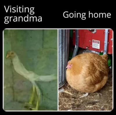 35 Funny Animal Memes For Anyone Who Feels Like Animals Understand Them