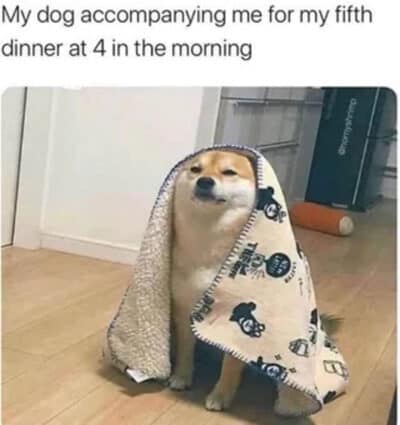 35 Funny Animal Memes For Anyone Who Feels Like Animals Understand Them