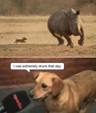 35 Funny Animal Memes For Anyone Who Feels Like Animals Understand Them