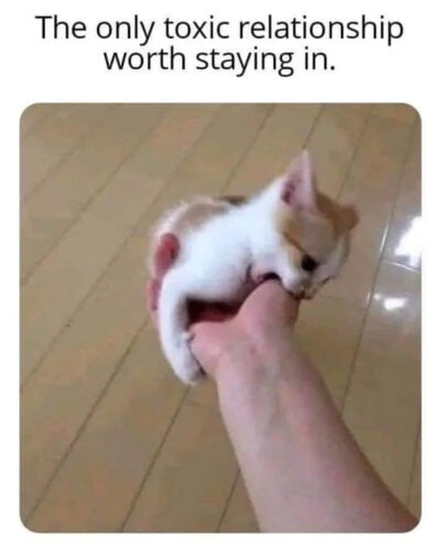 35 Funny Animal Memes For Anyone Who Feels Like Animals Understand Them