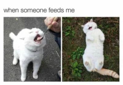 35 Funny Animal Memes For Anyone Who Feels Like Animals Understand Them