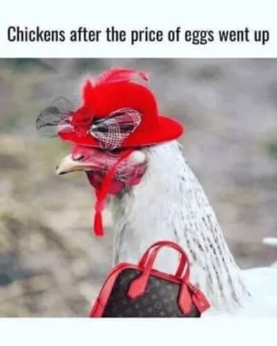 35 Funny Animal Memes For Anyone Who Feels Like Animals Understand Them