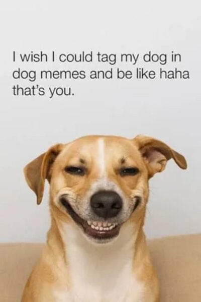 35 Funny Dog Memes That'll Make Any Day Less Ruff (November 19, 2025)