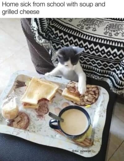 30 Funny Food-Obsessed Cat Memes To Snack On Before Thanksgiving