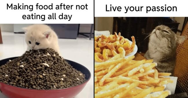 30 Funny Food-Obsessed Cat Memes To Snack On Before Thanksgiving