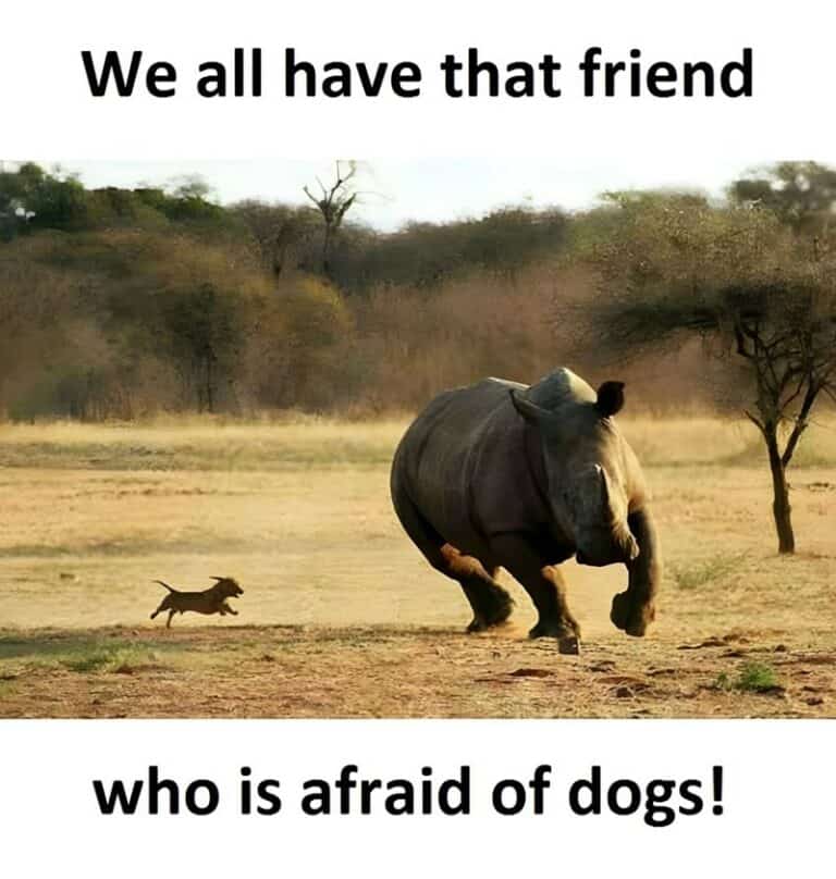 30 Wholesome Animal Memes To End The Week On A Pawsitive Note