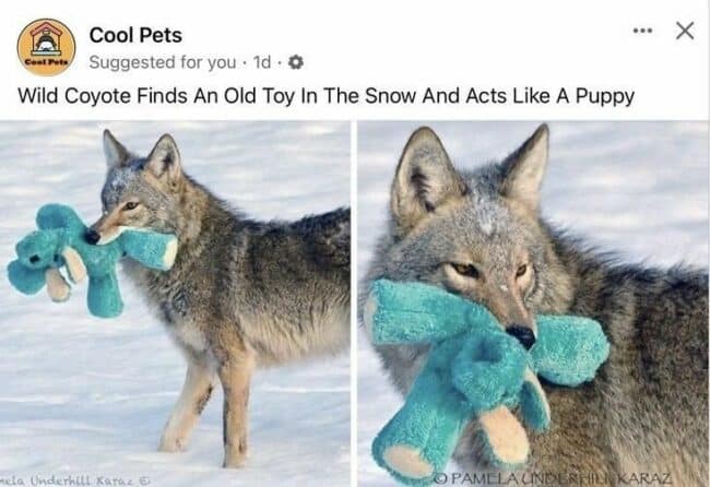 30 Wholesome Animal Memes To End The Week On A Pawsitive Note