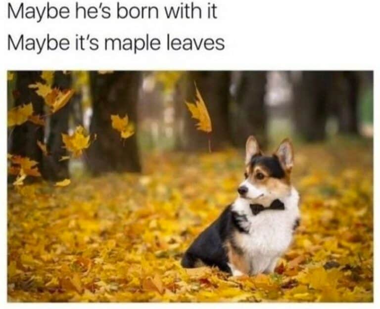 30 Wholesome Memes For Anyone Sick Of The Nonstop Garbage News Feed