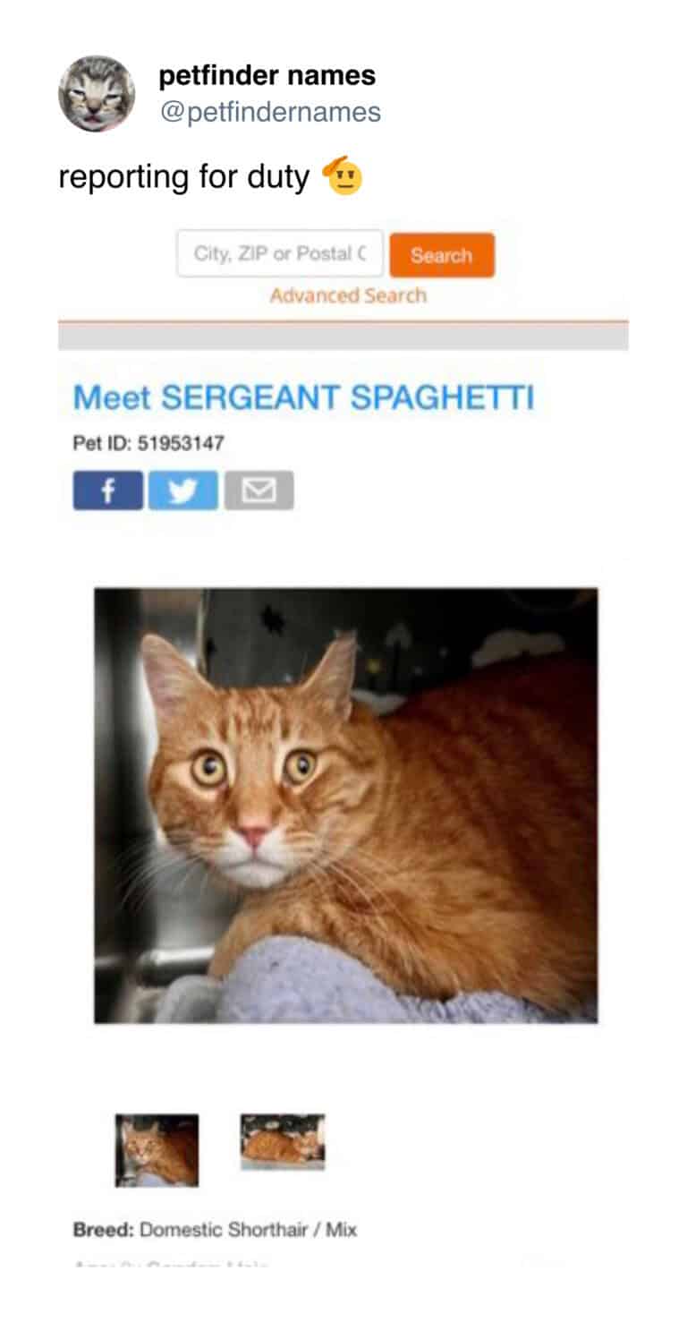 35 Funniest Pet Names People Found That Prove Naming Pets Is An Art Form