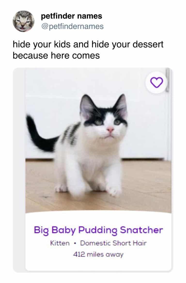 35 Funniest Pet Names People Found That Prove Naming Pets Is An Art Form