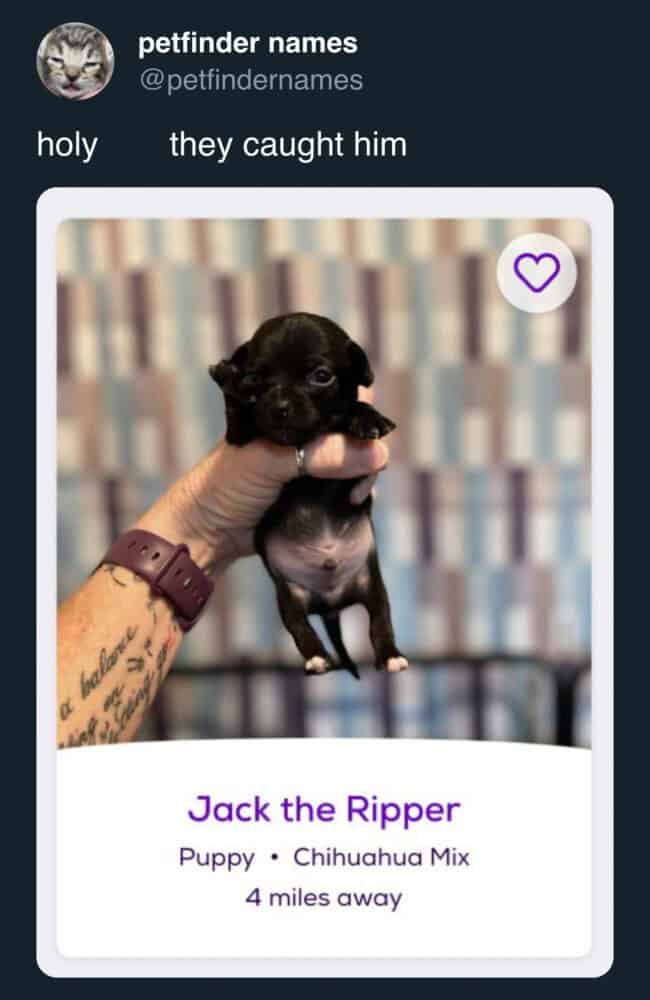 35 Funniest Pet Names People Found That Prove Naming Pets Is An Art Form