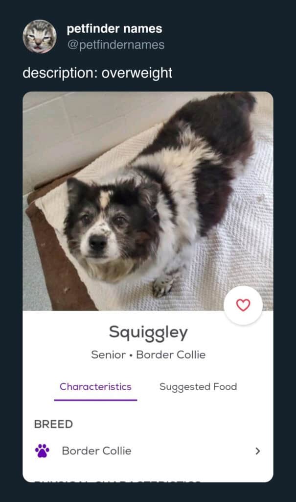 35 Funniest Pet Names People Found That Prove Naming Pets Is An Art Form