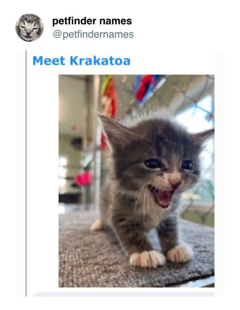 35 Funniest Pet Names People Found That Prove Naming Pets Is An Art Form
