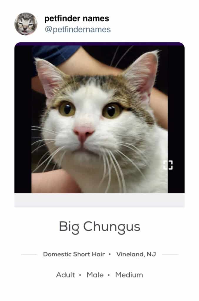 35 Funniest Pet Names People Found That Prove Naming Pets Is An Art Form