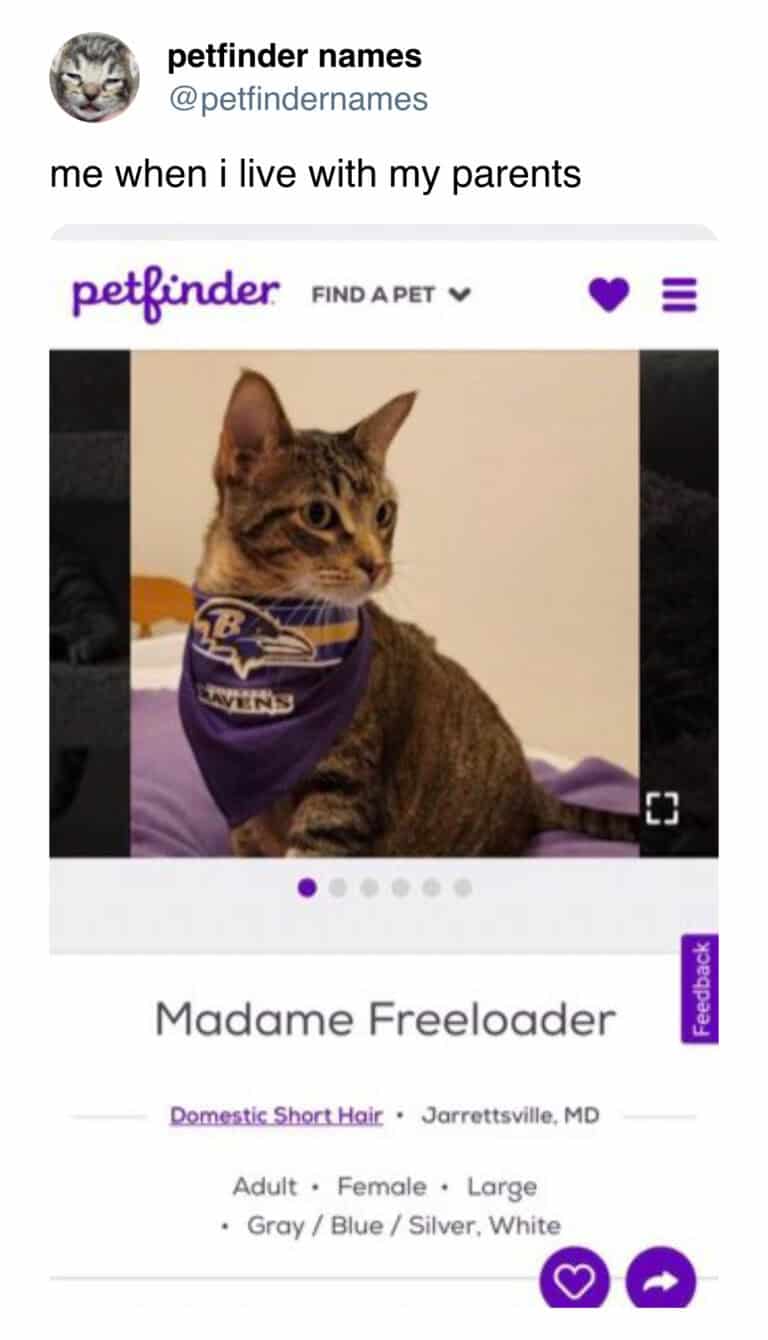 35 Funniest Pet Names People Found That Prove Naming Pets Is An Art Form