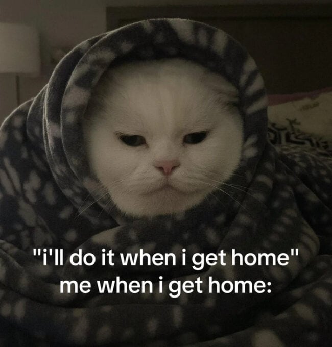 30 Funny Cat Memes That’ll Leave You Feline Fine