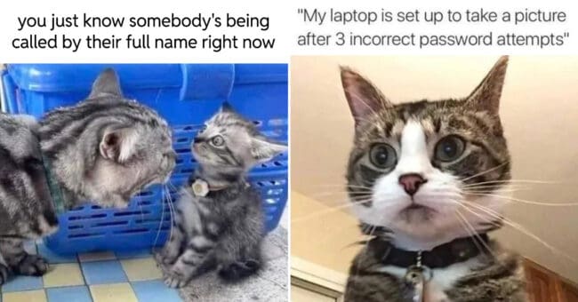 30 Funny Cat Memes That’ll Leave You Feline Fine