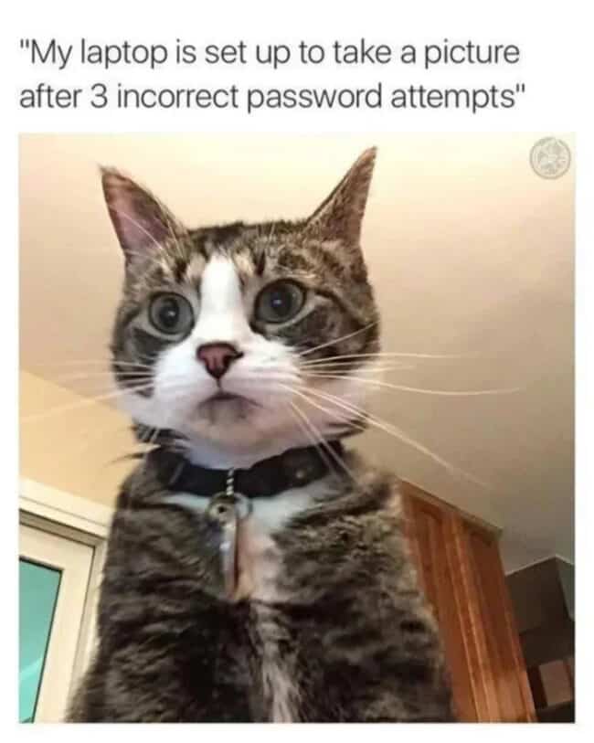 30 Funny Cat Memes That’ll Leave You Feline Fine