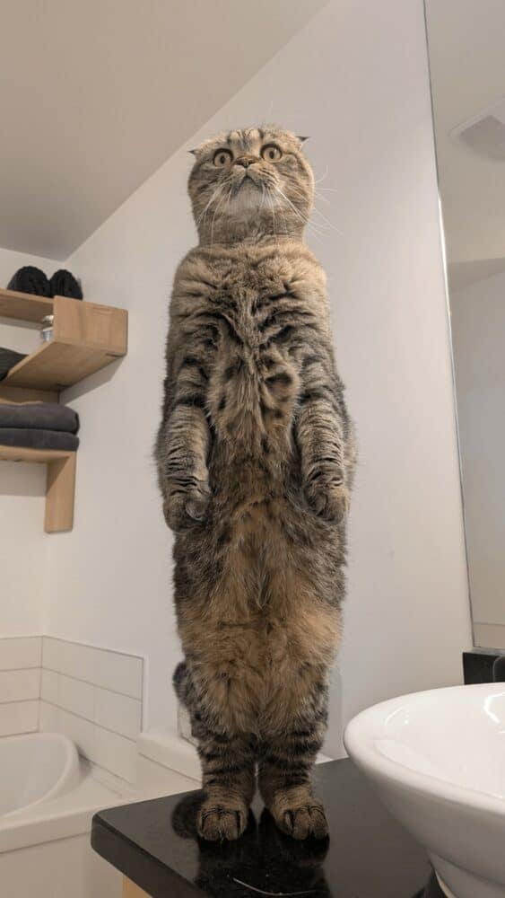 50 Most Pawdorable Cat Posts Of 2025 That Prove Felines Are Why The ...