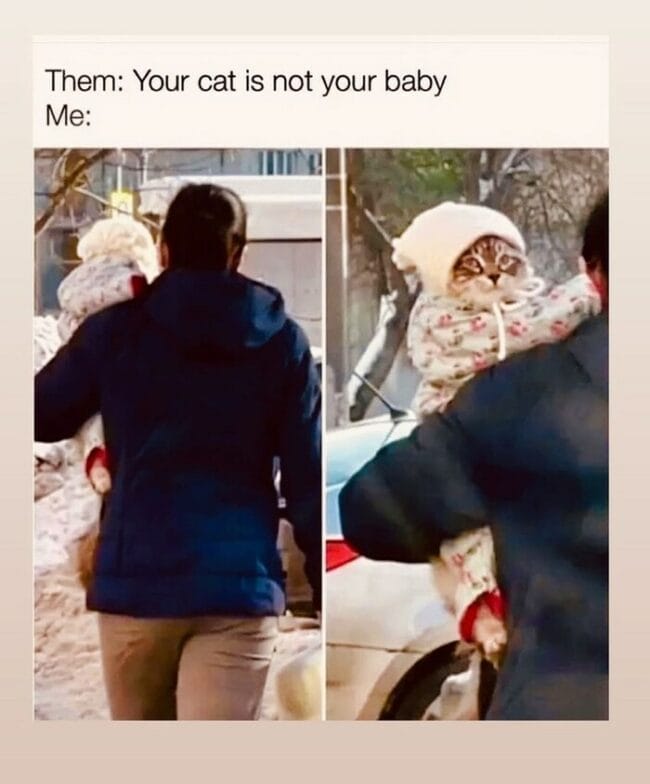 35 Funny Cat Memes That Are the Purr-fect Stocking Stuffer This Week ...