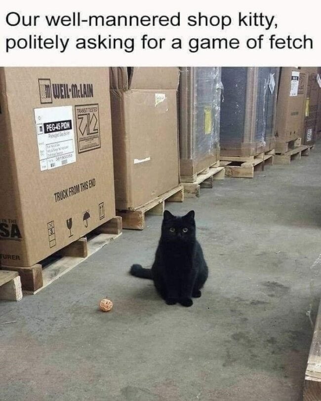 35 Funny Cat Memes That Are the Purr-fect Stocking Stuffer This Week ...