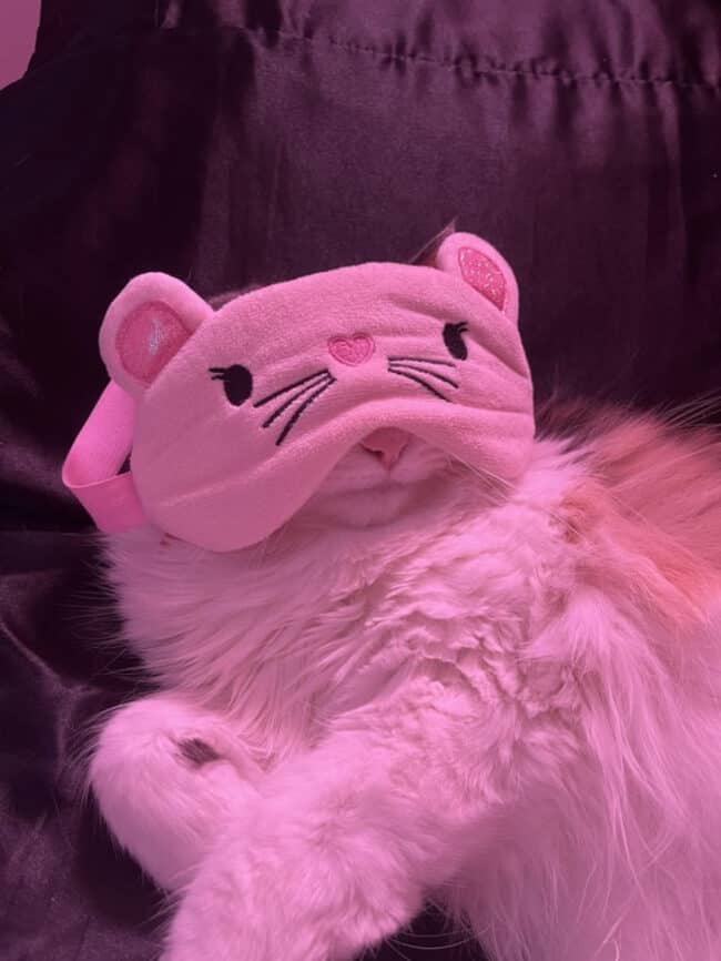 35 Funniest Cat Pictures Of The Week That Made Everyone Smile (December ...