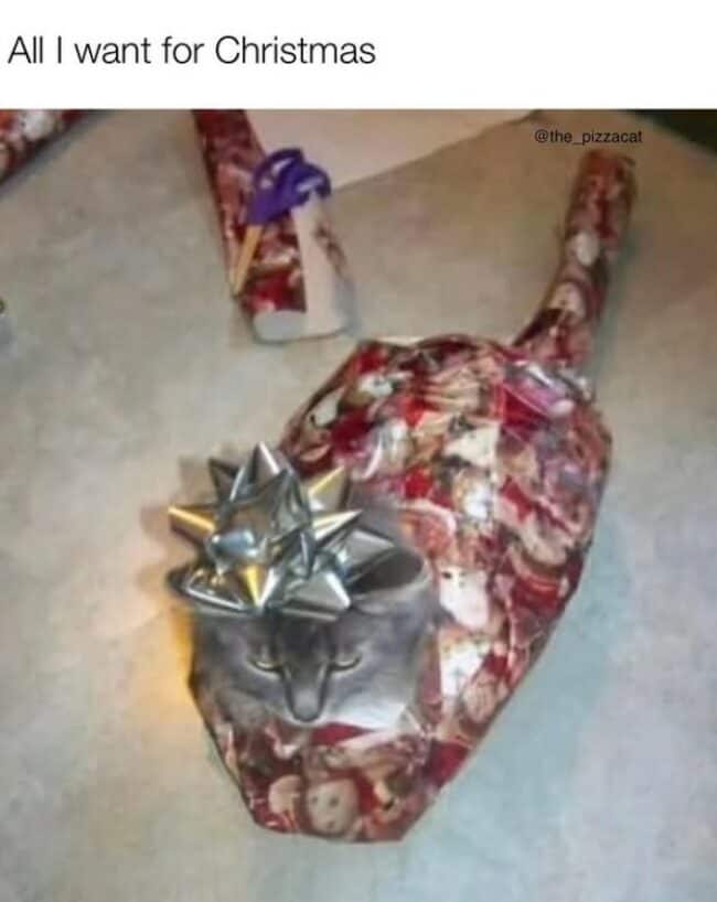30 Christmas Cat Memes And Pics For Anyone Wrangling A Tiny Furry Grinch